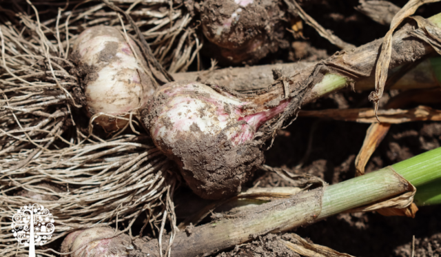 To Cure or Eat Garlic Out Of The Garden? | GCM