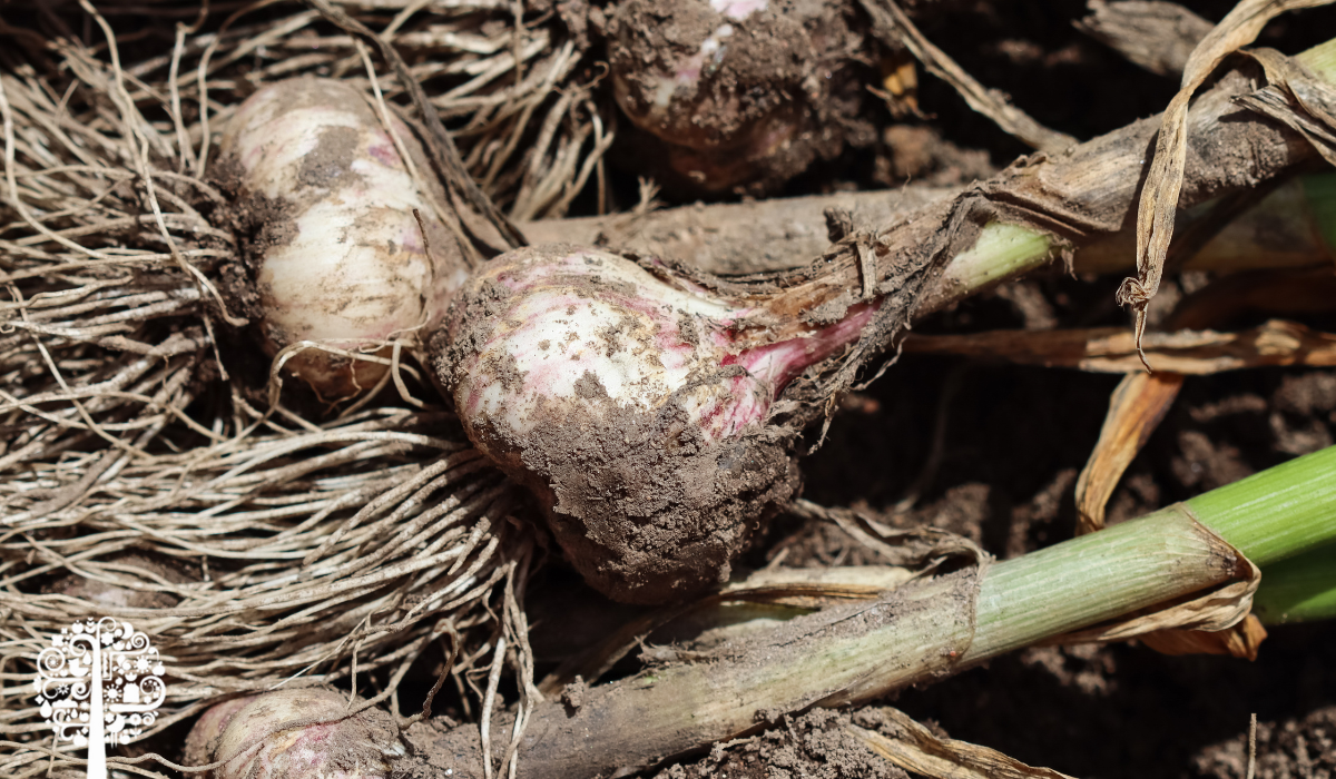 To Cure or Eat Garlic Out Of The Garden? | GCM