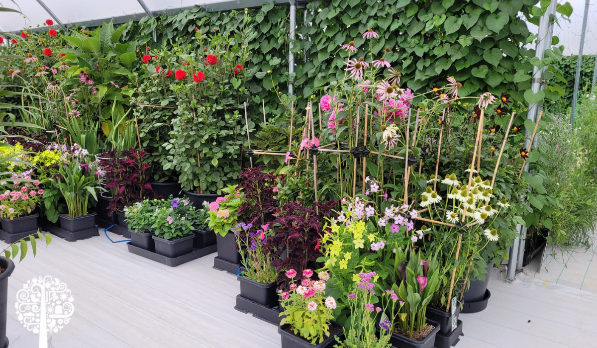 Plantasia: Confessions of a UK Hydro Store| GCM