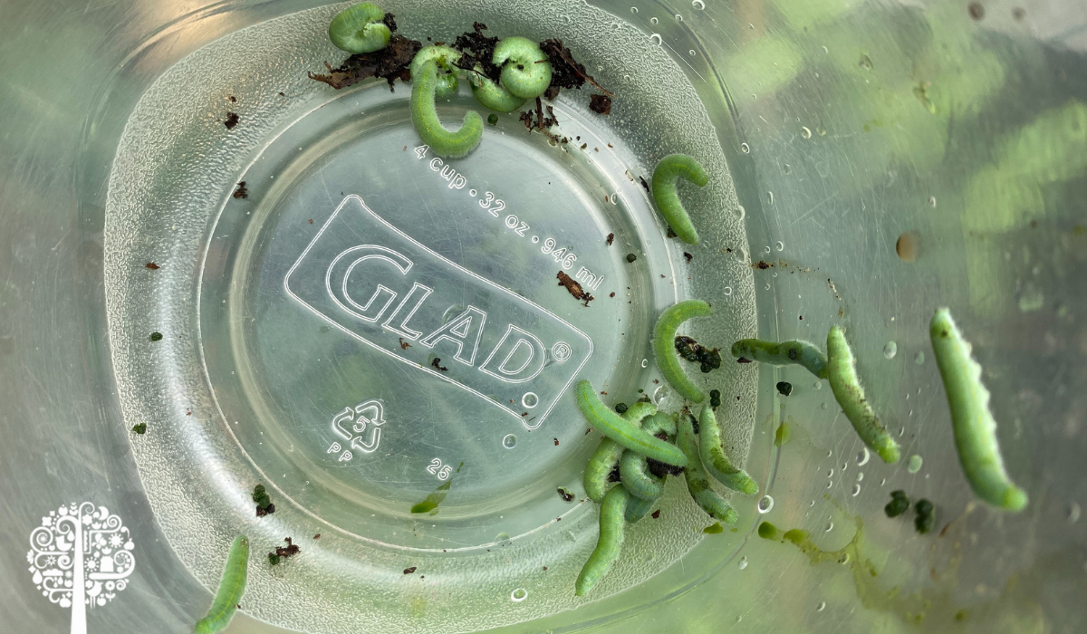 Tips for When Cabbage Worms Bust Into The Garden | GCM