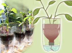 8 Ways to Grow In Coke Bottles | Garden Culture Magazine
