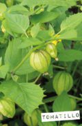 Bug Battles: What's Eating My Tomatillos? | Garden Culture Magazine