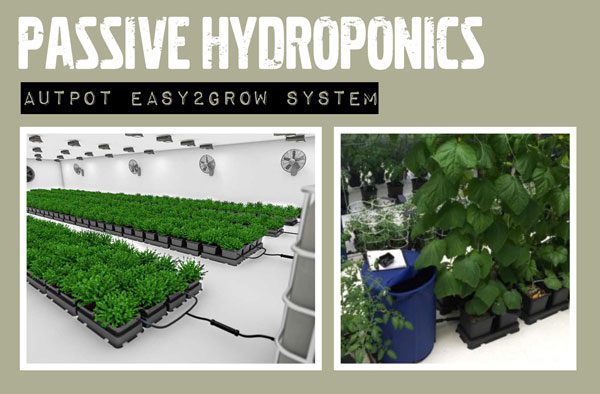 What Is A Passive Hydroponic System? | Garden Culture Magazine