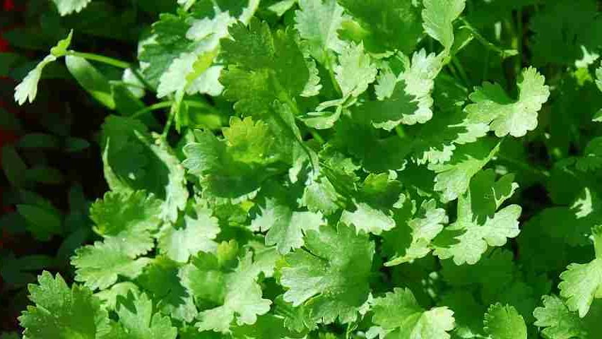 Are you a cilantro hater or lover? What your taste buds are telling you ...