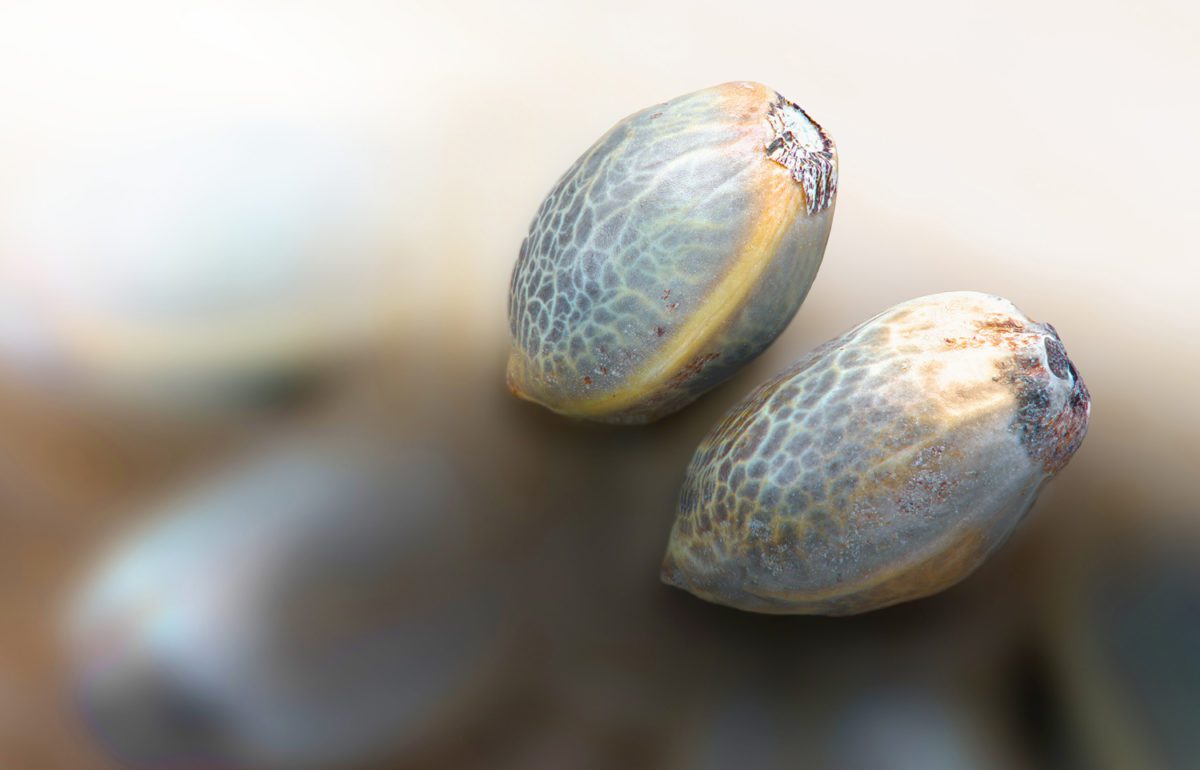 The Adventures Of Seed Priming | Garden Culture Magazine