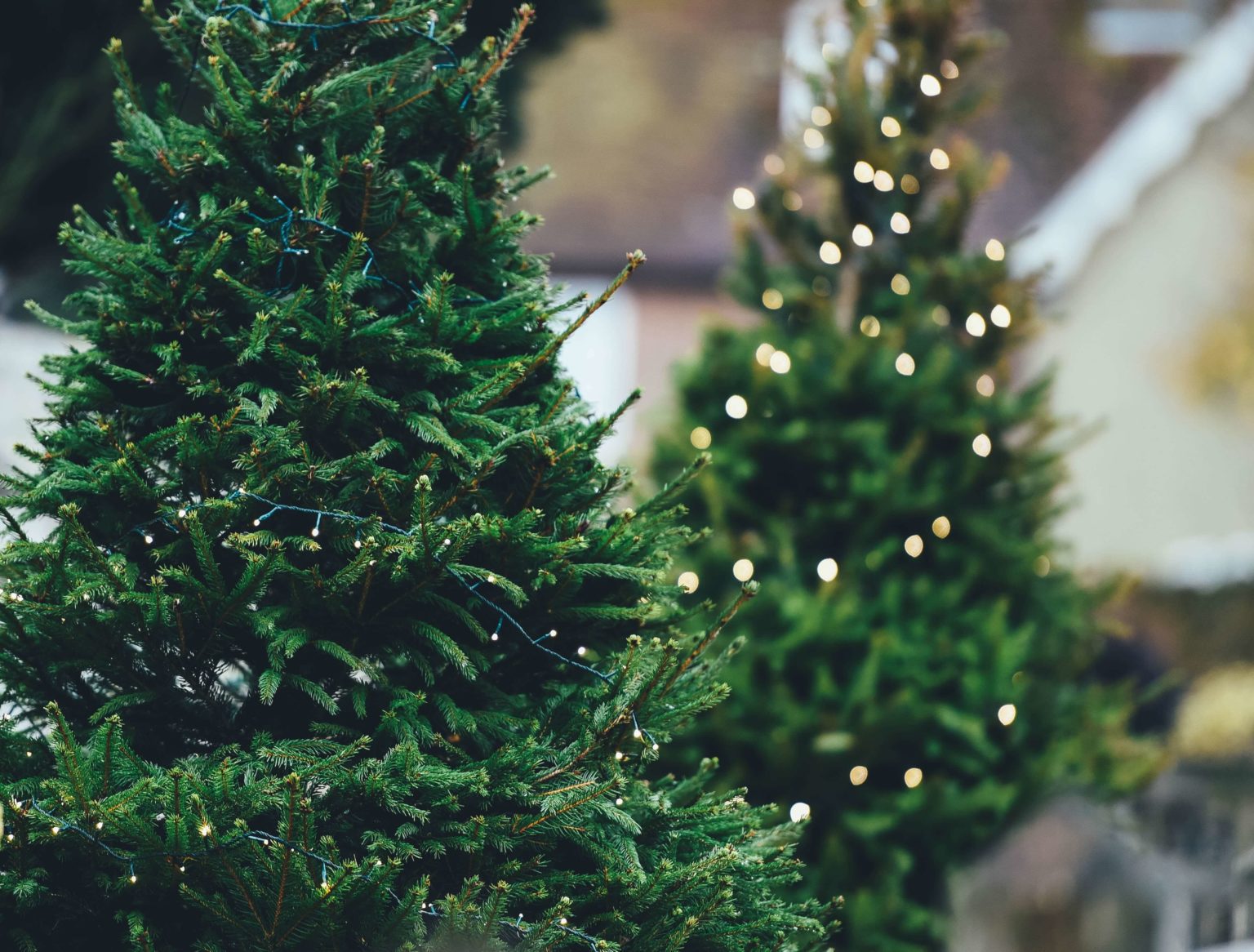 Green Tips For The Christmas Holidays And Beyond | Garden Culture Magazine