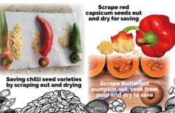 Seed Saving Part 3: Harvesting & Processing Seeds | Garden Culture Magazine