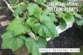 How To Prune And Stake Zucchini Plants | Garden Culture Magazine