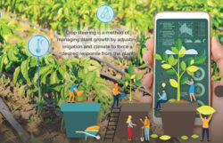 Every Action Matters: The Ins And Outs Of Crop Steering | Garden ...