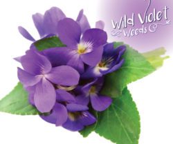 Medicinal Weeds: The Many Benefits Of Wild Violets | Garden Culture ...