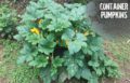How To Grow Perfect Pumpkins In Containers | Garden Culture Magazine