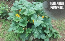 How To Grow Perfect Pumpkins In Containers | Garden Culture Magazine