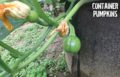 How To Grow Perfect Pumpkins In Containers | Garden Culture Magazine