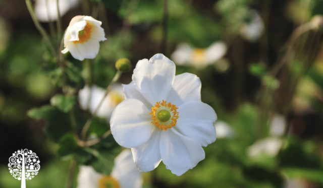 Fall Anemones: Septembers Beautiful Plant Of The Month | GCM