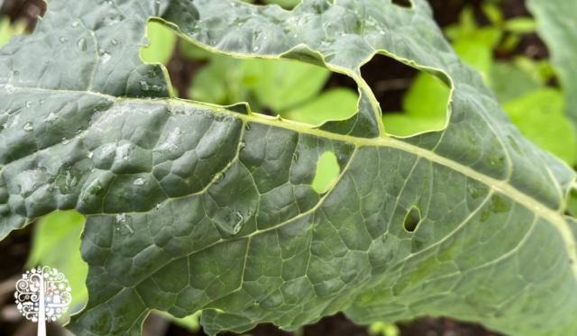 Tips for When Cabbage Worms Bust Into The Garden | GCM