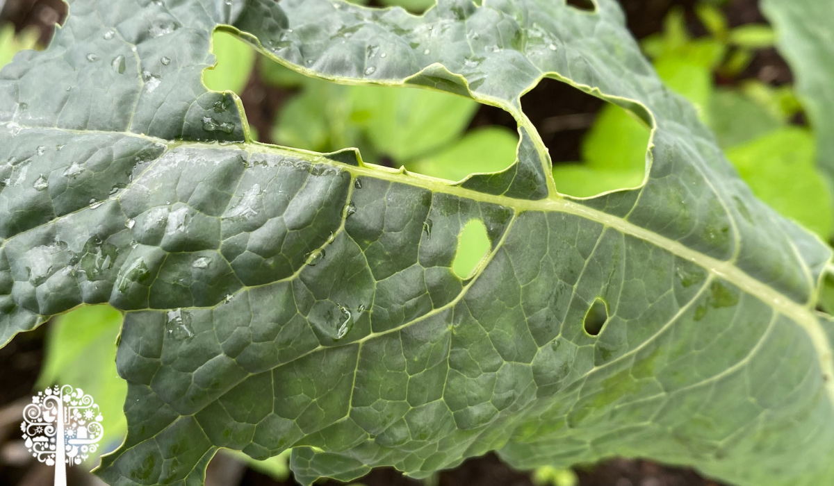 Tips for When Cabbage Worms Bust Into The Garden | GCM