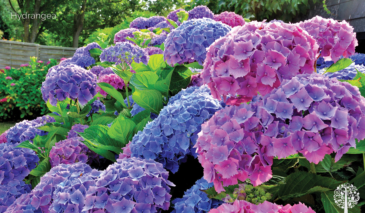 A Garden That Lasts a Century! | Garden Culture Magazine