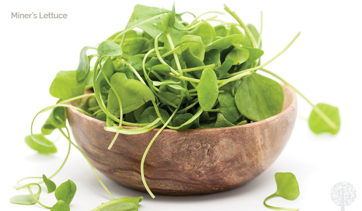 Foraging for Wild Edibles | Garden Culture Magazine