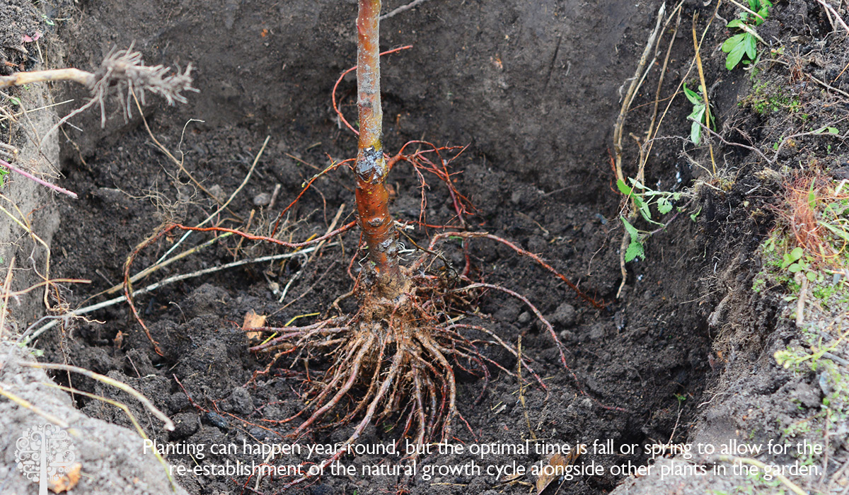 Bare Root Plants: Gardening on a Budget | GCM