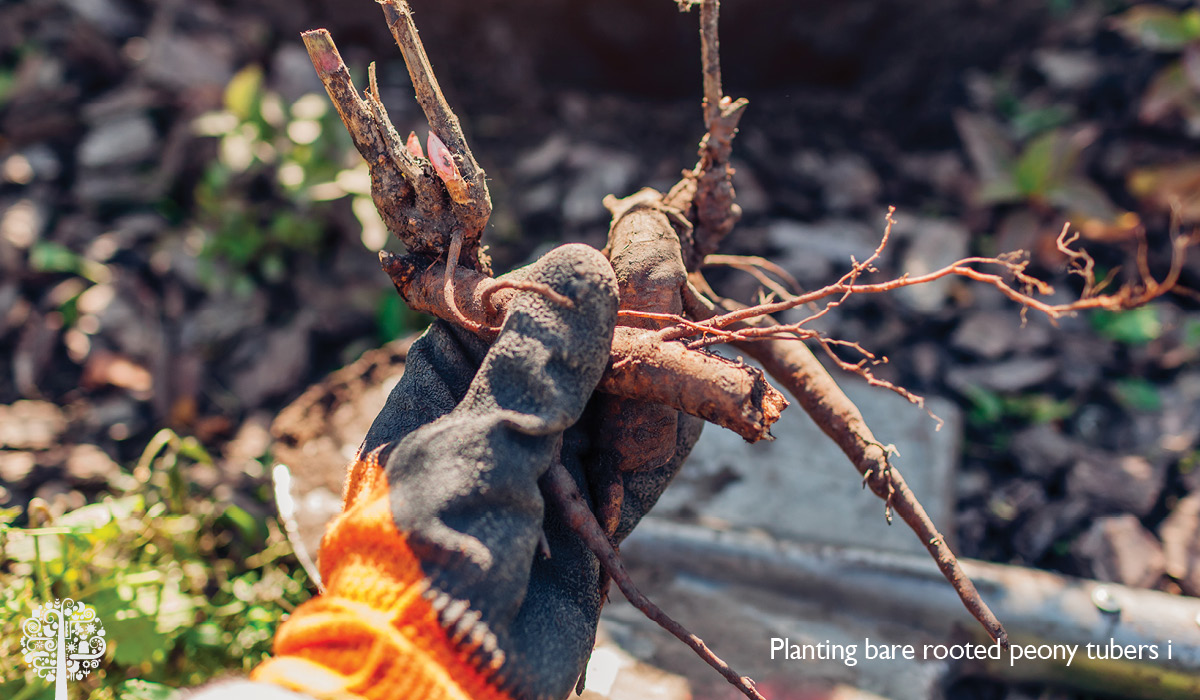 Bare Root Plants: Gardening on a Budget | GCM