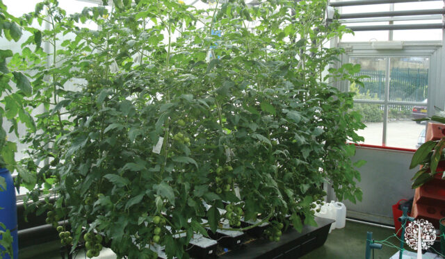 Rockwool: The Ultimate King of Hydroponic Substrates? | GCM