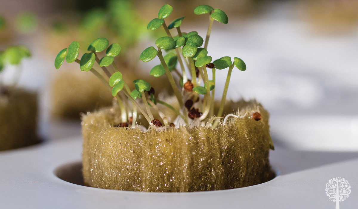 Rockwool: The Ultimate King of Hydroponic Substrates? | GCM