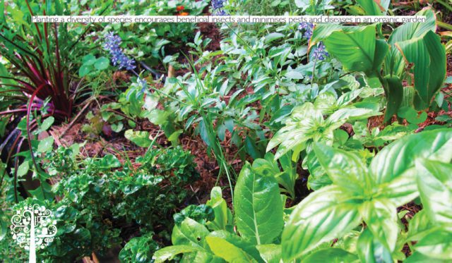 Biodiverse Gardens Improve Pollination, Harvests, and Pest Control ...