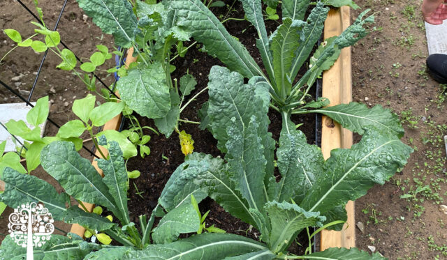 Tips for When Cabbage Worms Bust Into The Garden | GCM