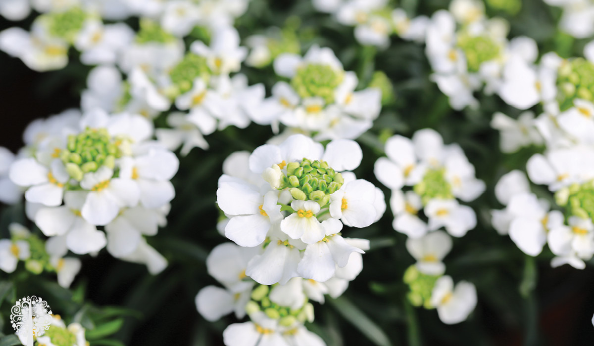 Candytuft: Perfect Food for Pollinators | GCM
