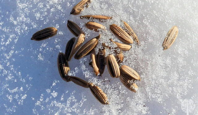 Get Your Seeds To Sprout With These Cold Stratification Methods | GCM