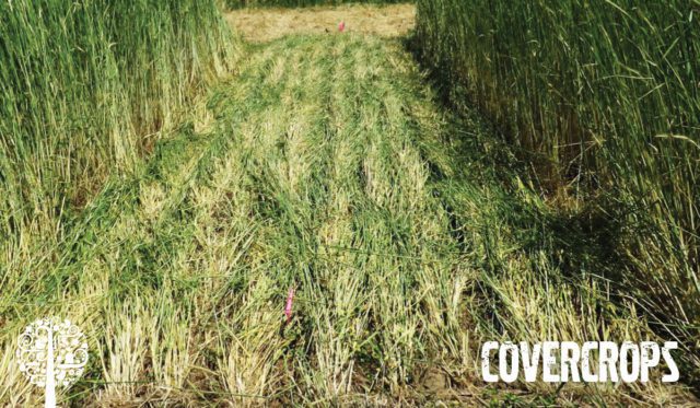 5 Cool Ways to Conserve Garden Soil | Garden Culture Magazine