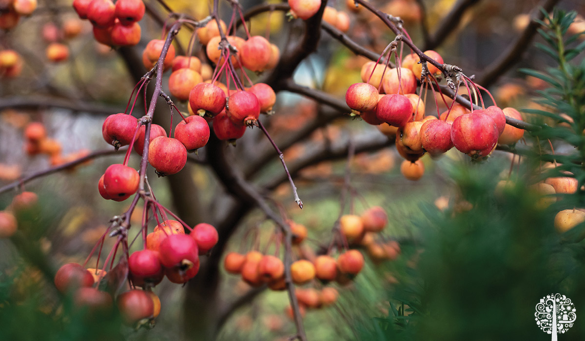 Crab Apples: The Perfect Match For Pollinators | Garden Culture Magazine