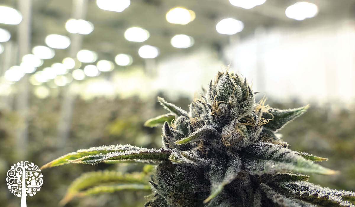 Using Climate And Irrigation As Crop Steering Tools Through Flowering ...