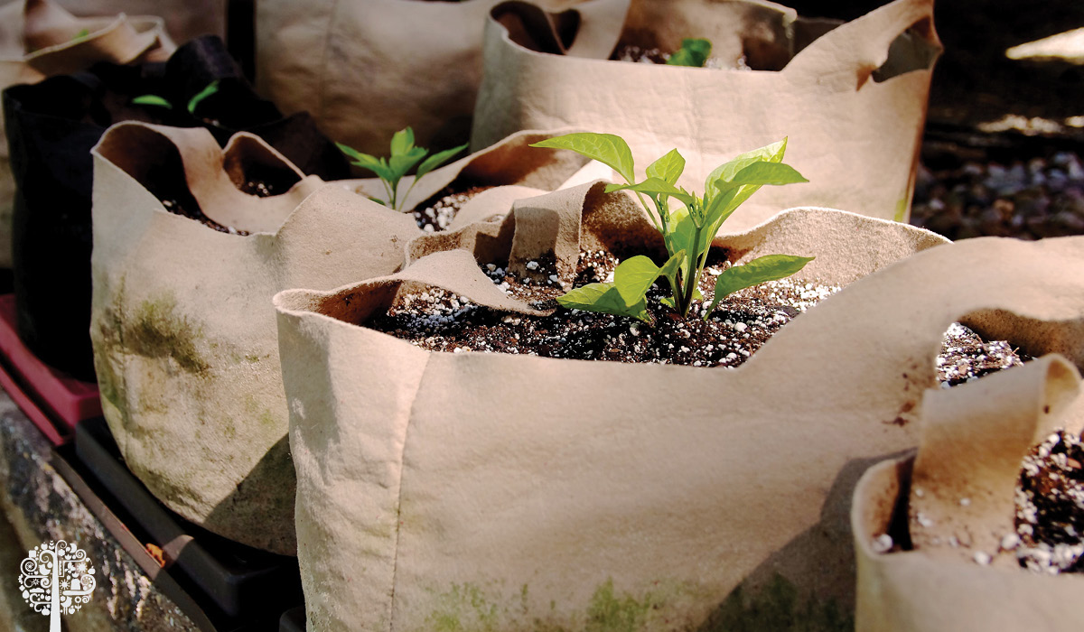 5 Cool Crops Picks For Buckets And Grow Bag Gardens | GCM