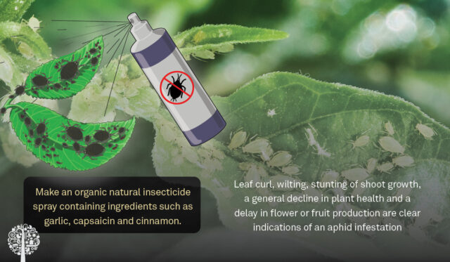 Discover How To Prevent And Cure Aphid Infestations | GCM
