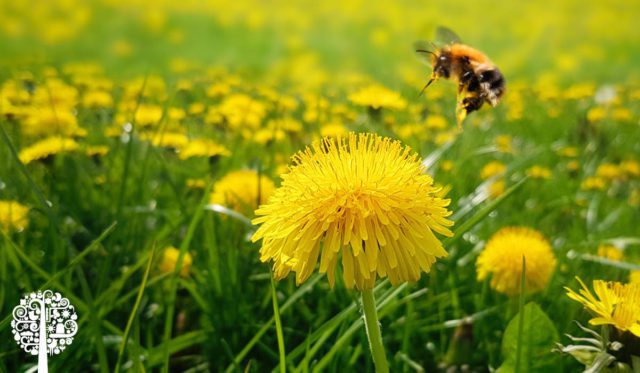 Protecting Pollinators With The Dandelion Challenge