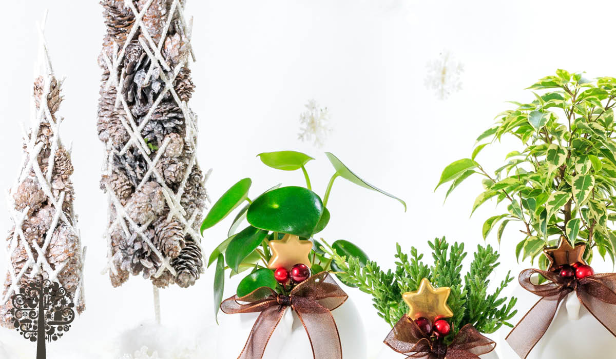 The Unconventional And Eco-Friendly Holiday Tree – Nature's Gateway