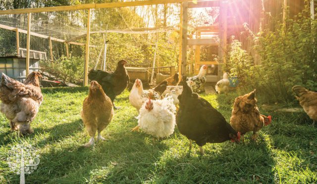 Permaculture Diaries: Why Raising Chickens in the Forest is Best ...