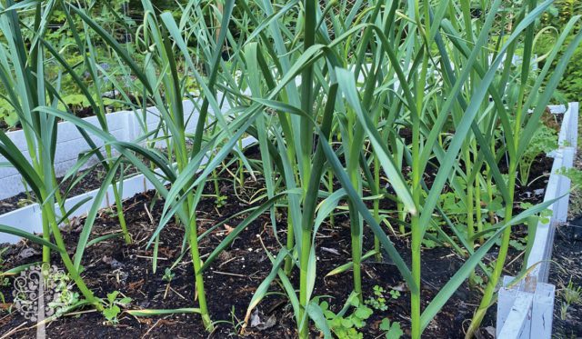 Harvesting Delicious Garlic Scapes In The Garden | Garden Culture Magazine