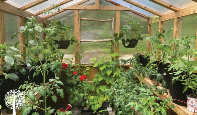 How To Encourage Pollination Inside A Greenhouse | Garden Culture Magazine