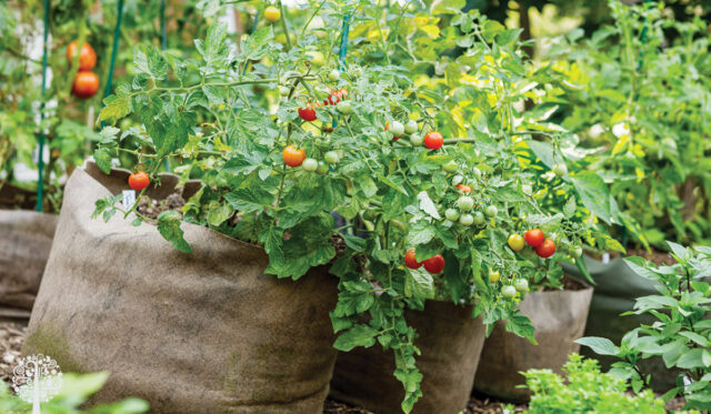 5 Golden Rules for Gardening in Grow Bags | GCM