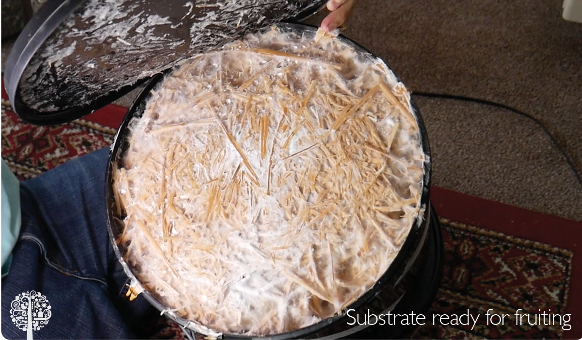 Growing Oyster Mushrooms: A Step-by-Step Guide | GCM