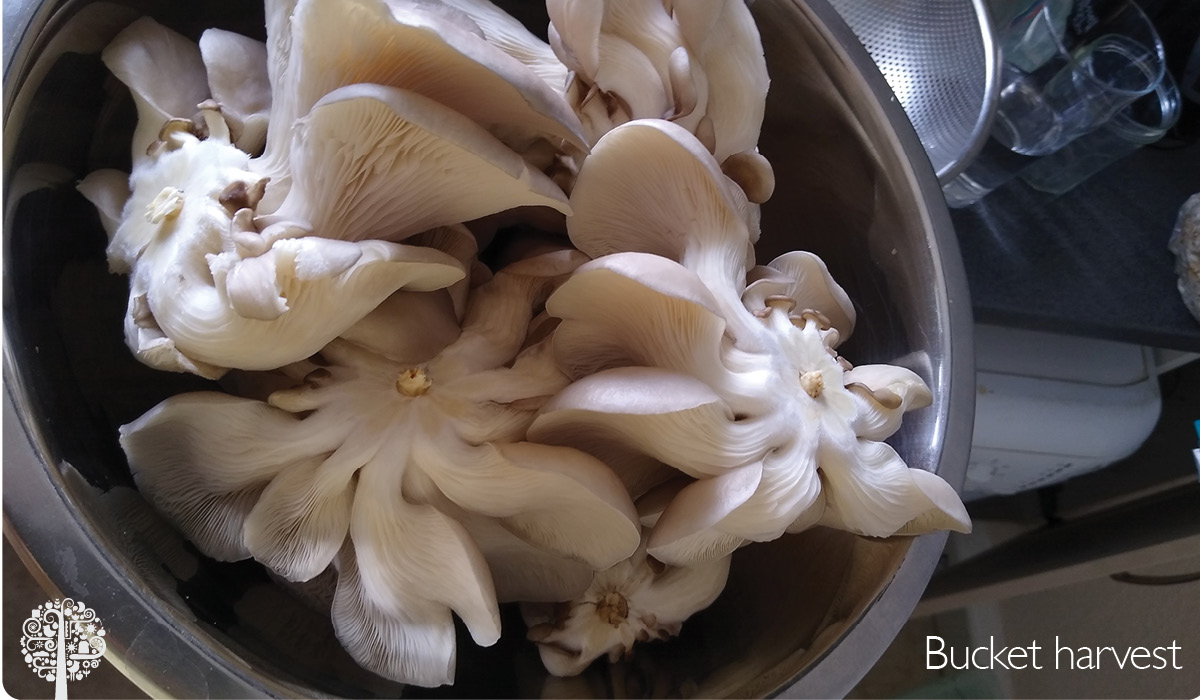 Growing Oyster Mushrooms: A Step-by-Step Guide | GCM