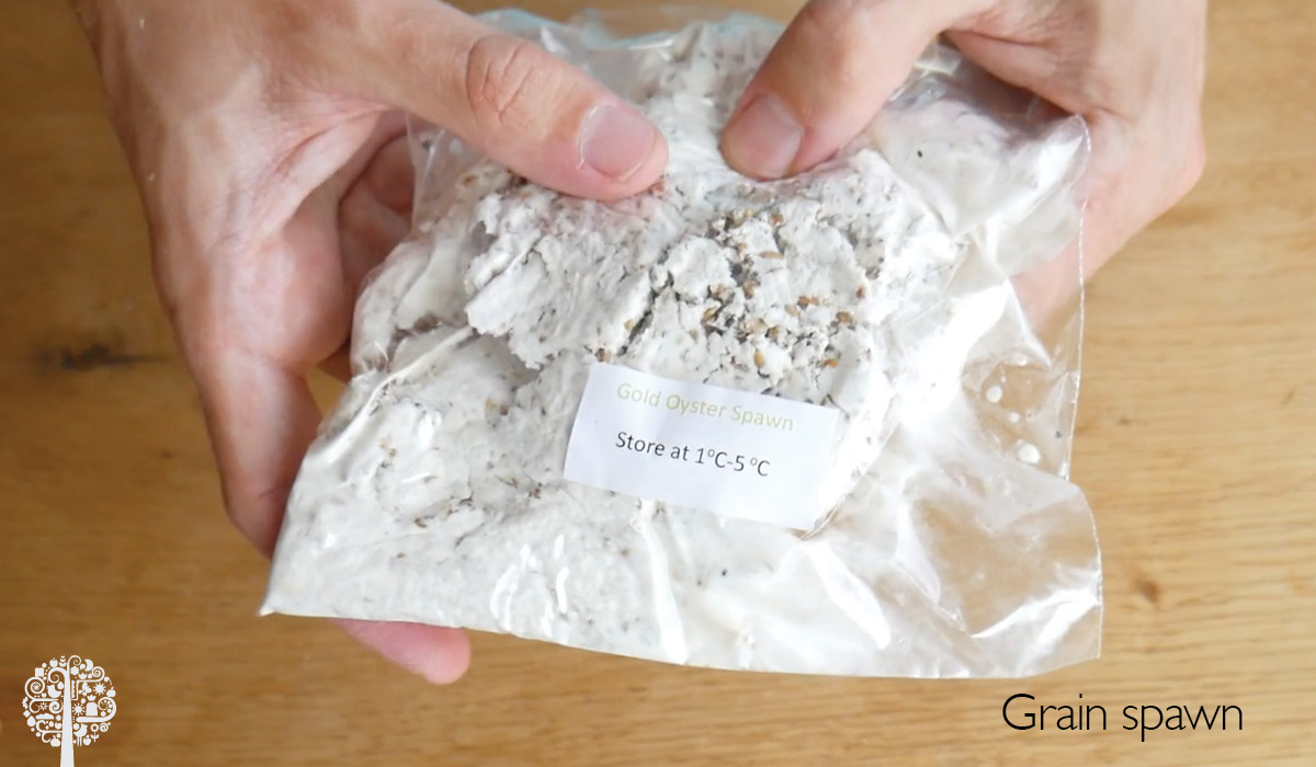 Growing Oyster Mushrooms: A Step-by-Step Guide | GCM