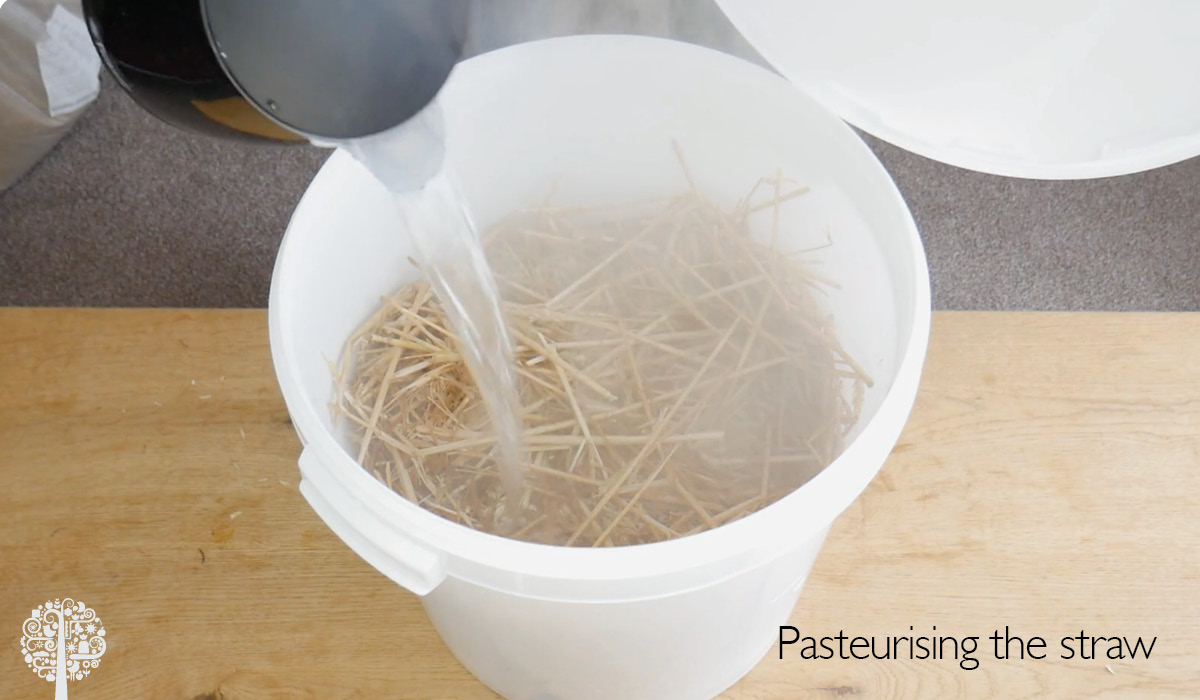 Growing Oyster Mushrooms: A Step-by-Step Guide | GCM