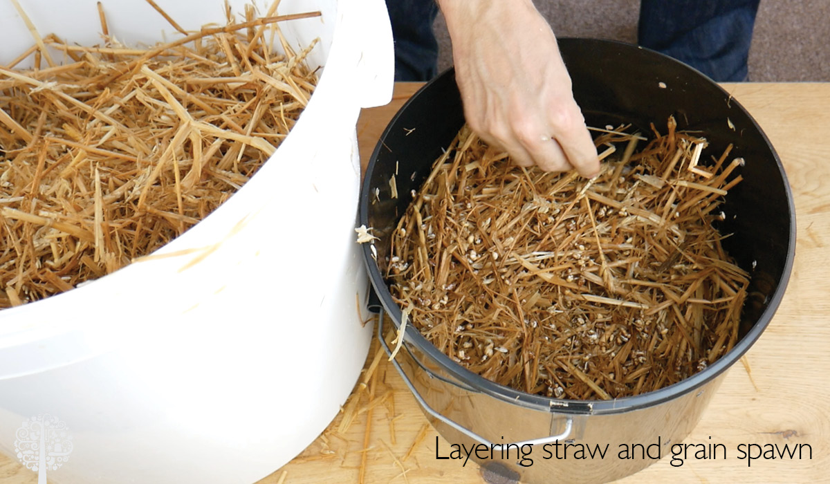 Growing Oyster Mushrooms: A Step-by-Step Guide | GCM