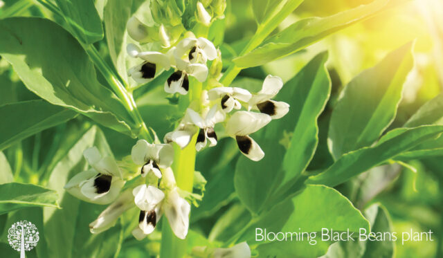 5 Easy Proteins to Grow | Garden Culture Magazine