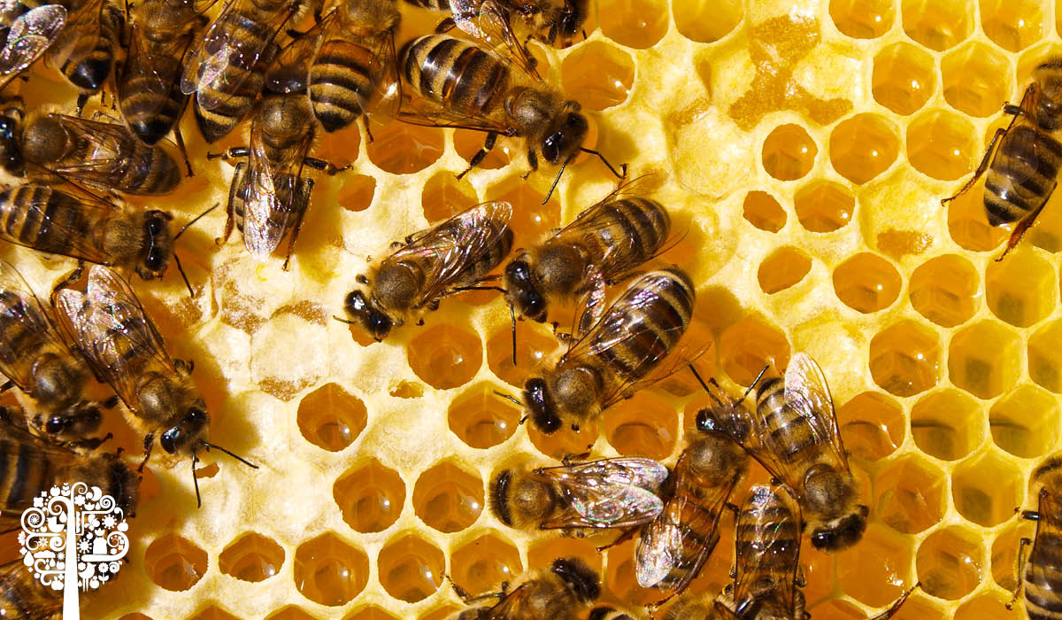 Things You Can Do Throughout The Seasons To Keep Bee Hives Buzzing ...