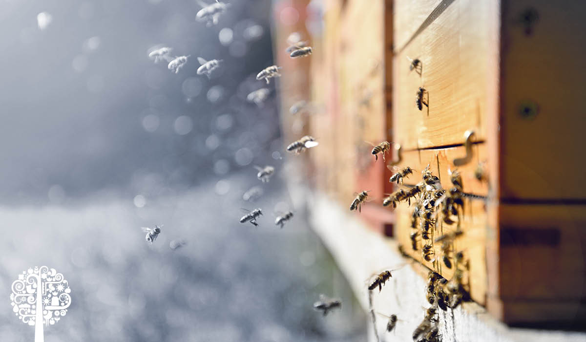 Things You Can Do Throughout The Seasons To Keep Bee Hives Buzzing ...