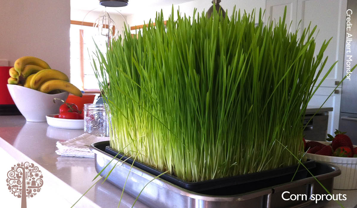 How Indoor Farms Are Changing Agriculture And Leading To Food Security